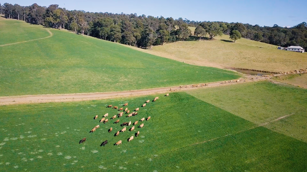 Tilba – Tilba Dairy