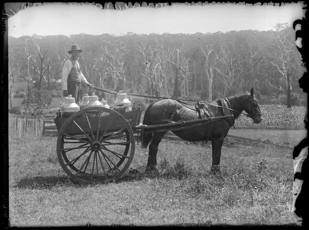 Tilba – Tilba Dairy